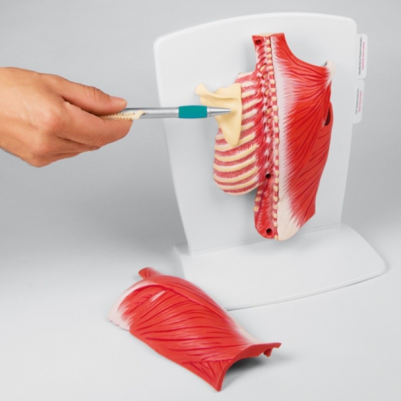 Back Muscle Model | Health and Care